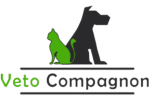 Comment reconnaître et traiter la pyodermite chez le chien ? – Veto ...