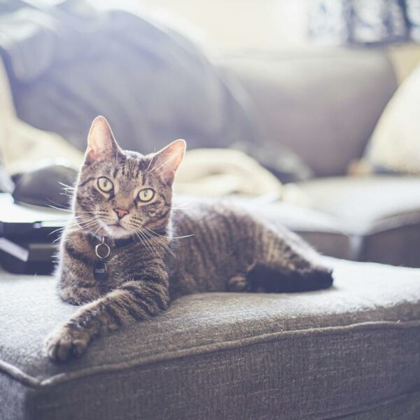 Mon chat pue de la gueule : Mauvaise haleine du chat que faire – Veto ...