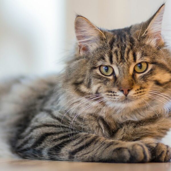 Mon chat pue de la gueule : Mauvaise haleine du chat que faire – Veto ...